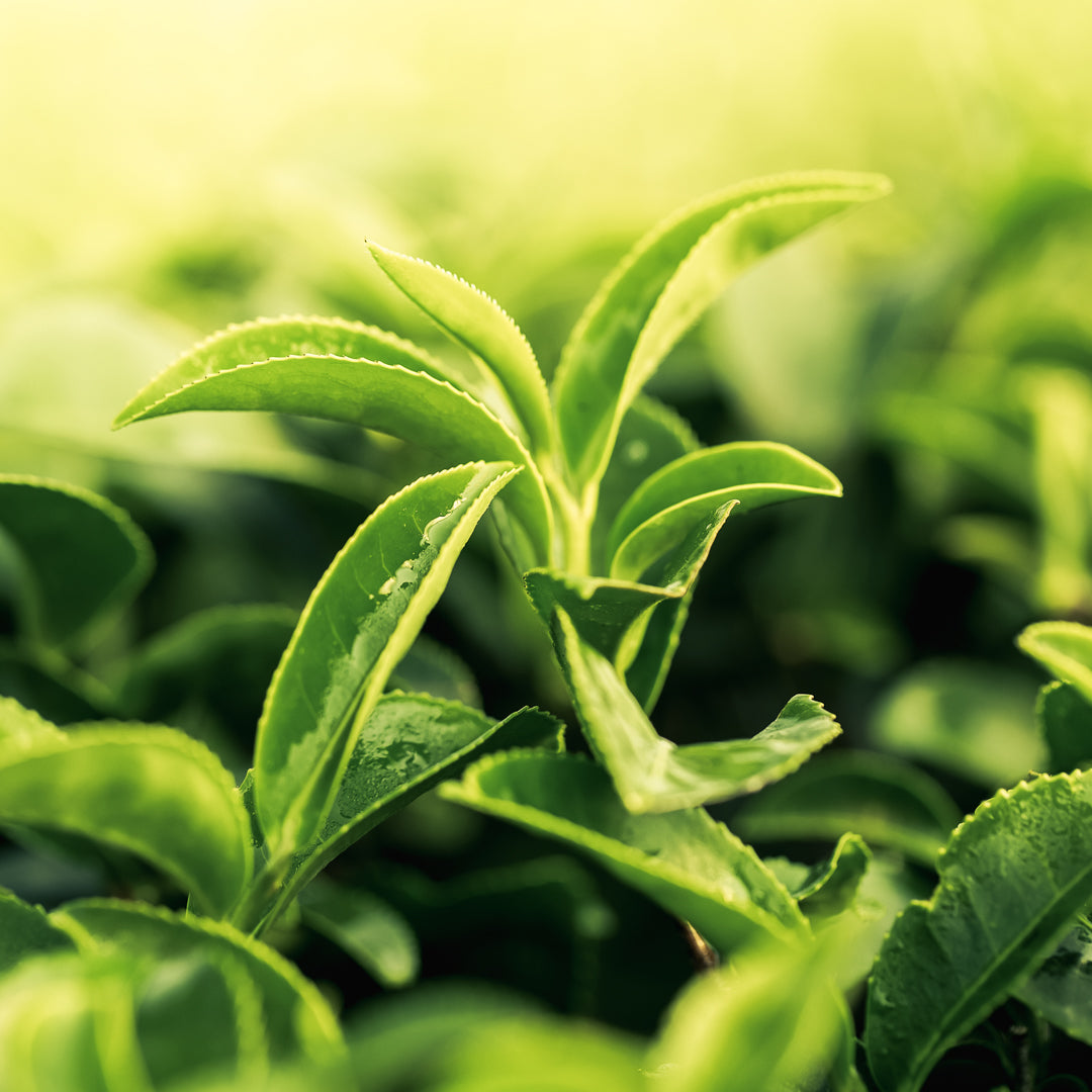 Shine+ Charged Black Cherry 500ml x 12 – Shine+ Drink